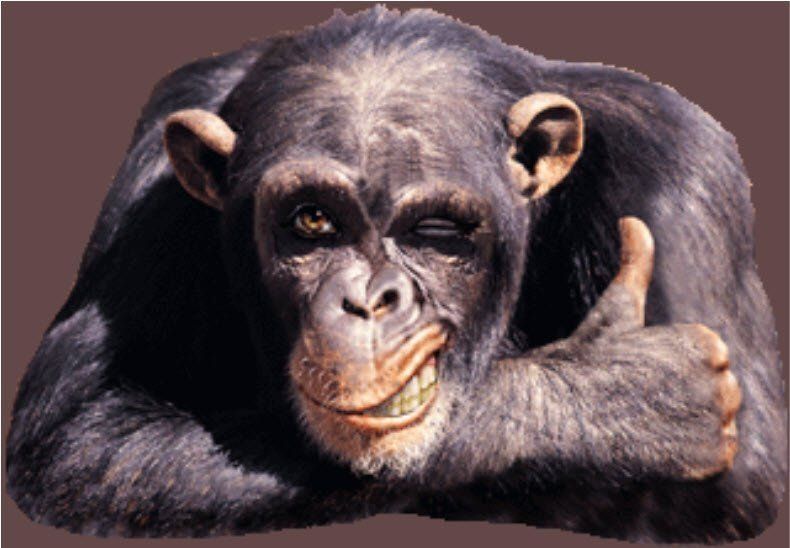 HP Color LaserJet MFP E55040dn/E57540c black Toner, W9060MC (Neu und ...