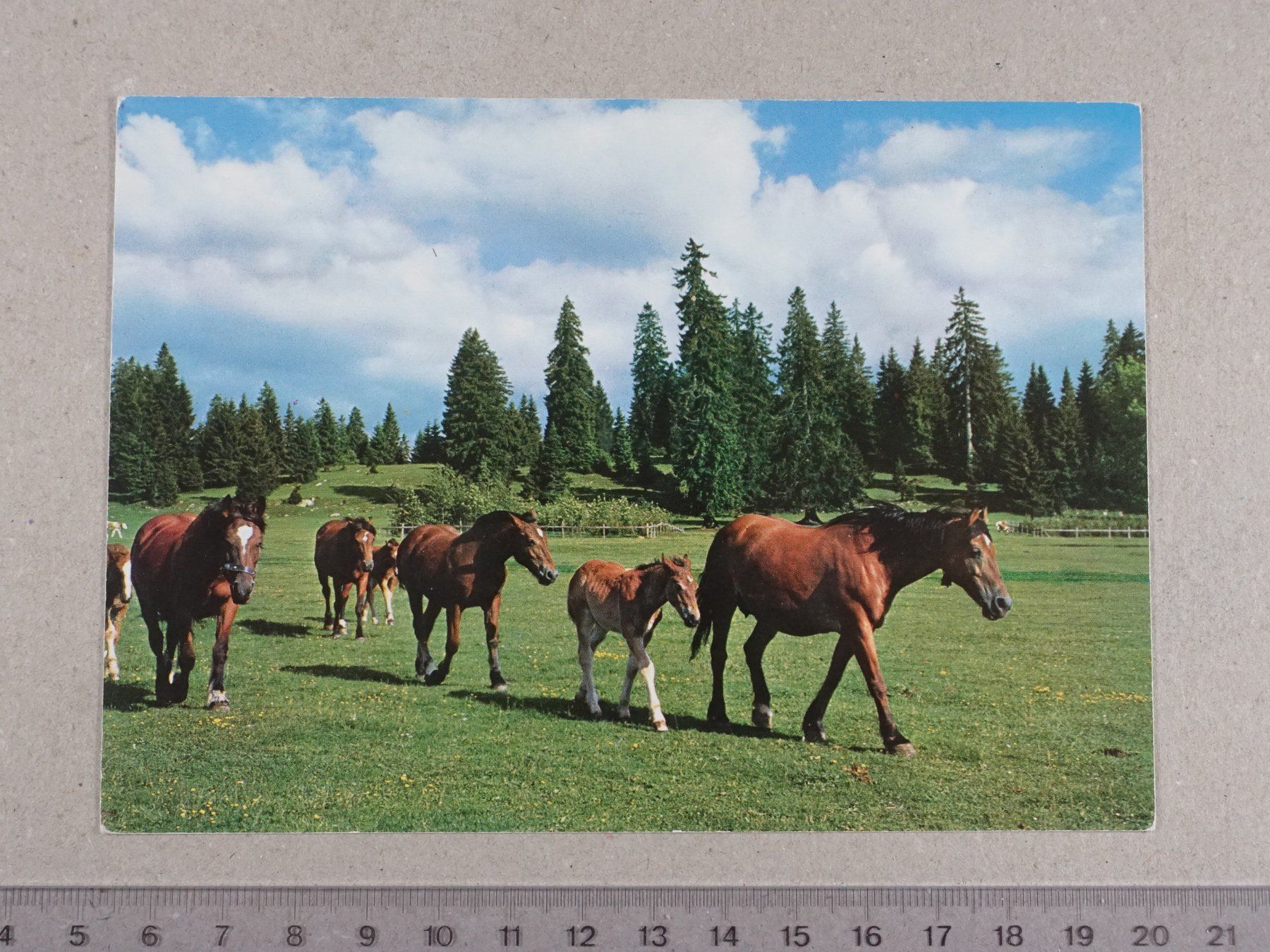 Franches Montagnes, au Paturage du Jura, cheval, Pferd (Gebraucht) in ...