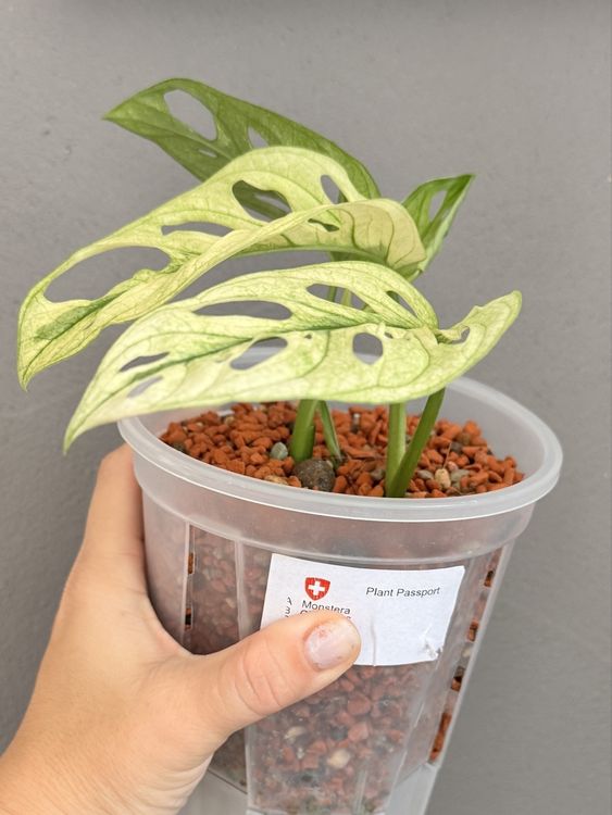 Monstera Adansonii Swedish Ghost (Neu (gemäss Beschreibung)) in ...