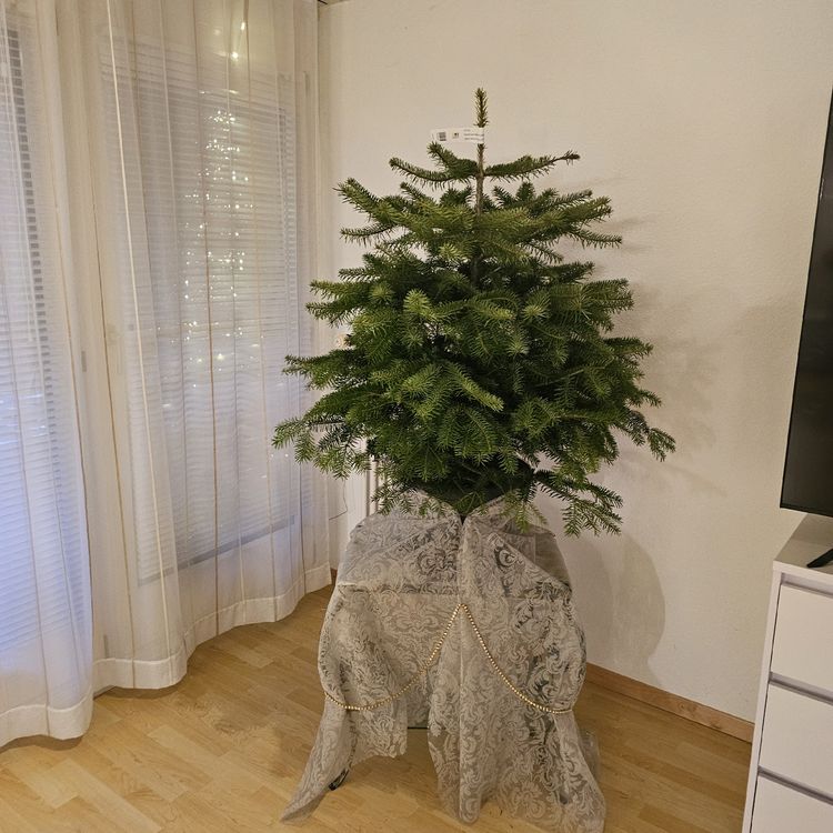 Tolle Nordmanntanne, im topf ca. 140 echter BaumENDET (Neu (gemäss ...