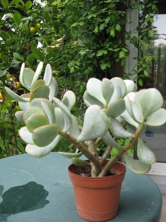 Dickblatt Crassula arborescens (Neu (gemäss Beschreibung)) in Vinelz ...