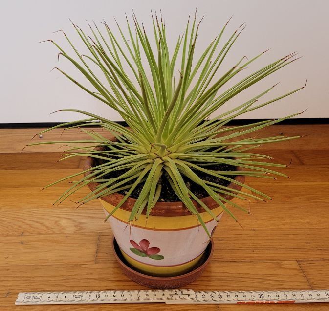 Agave stricta, DM 34cm (Neu (gemäss Beschreibung)) in Unterengstringen ...