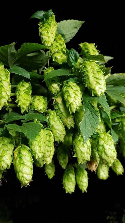 Echter Cascade Hopfen Humulus lupulus Bierbrauen Sichtschutz (Gebraucht ...