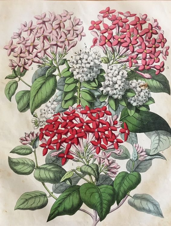 Altkolorierter Stich 1850 - Bouvardient, Veronica | Kaufen auf Ricardo