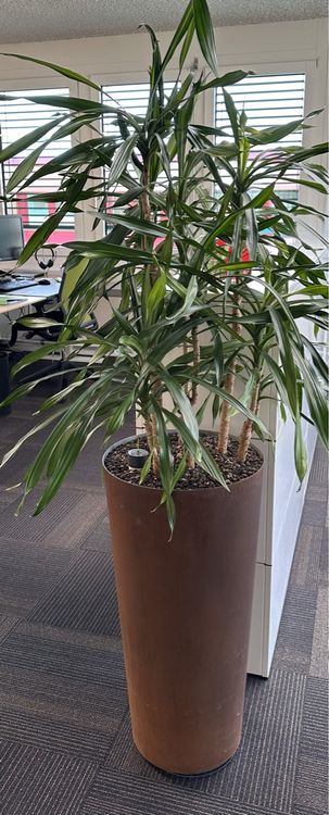 Große Dracaena Ricky Palme 180-200 cm inkl. Topf Hydrokultur (Gebraucht) in Oetwil an der Limmat ...