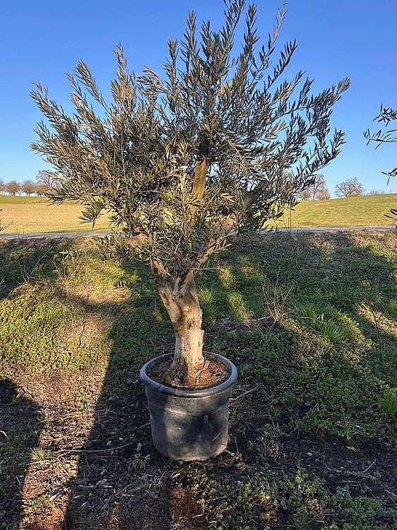 Olivenbaum Barcelona (Gebraucht) in Zuckenriet für CHF 450 – nur Abholung auf Ricardo kaufen