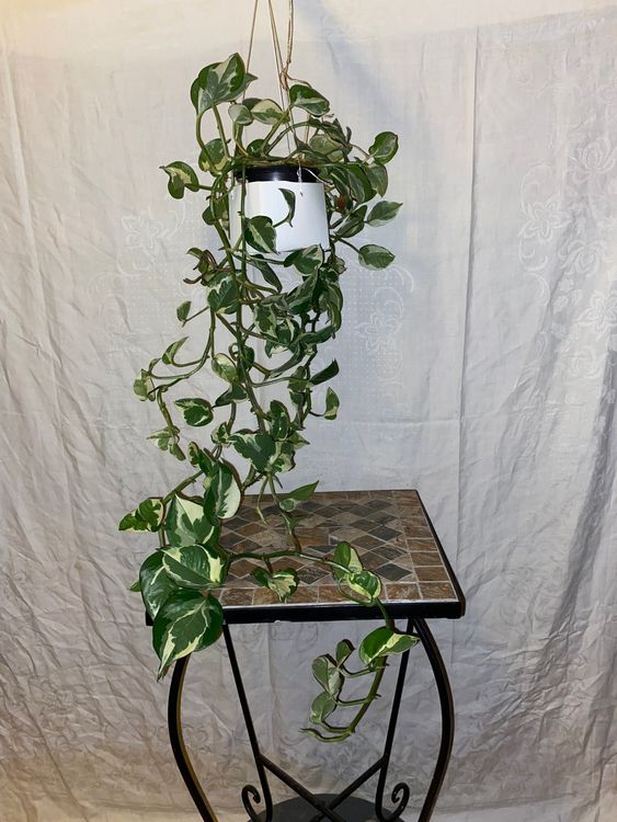 Grosse Efeutute Epipremnum pinn. "N'Joy", Erdkultur | Kaufen auf Ricardo