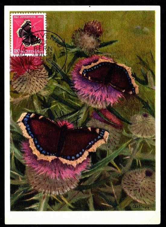 Maximumkarte MK Schmetterling Trauermantel J150 PJ 1953 ET | Kaufen auf Ricardo