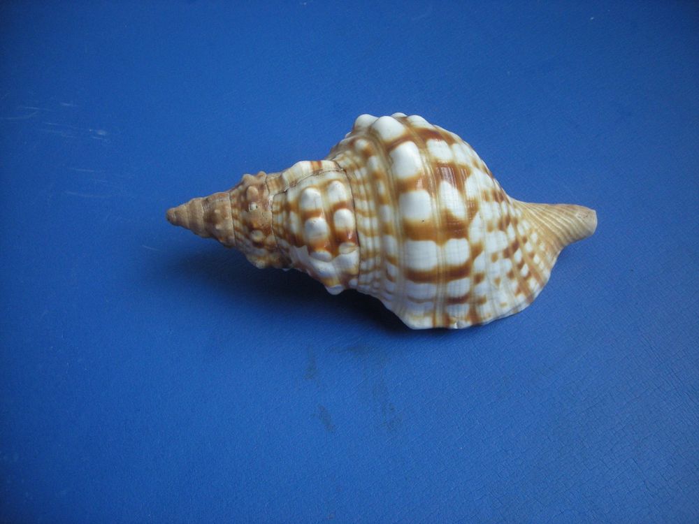 Wunderschöne Muschel Philippinen 15 cm (Gebraucht) in Spreitenbach für ...
