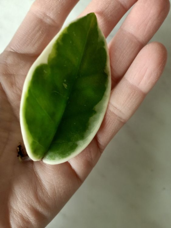 Hoya Albomarginata Variegata 3 bewurzelte Blätter | Kaufen auf Ricardo
