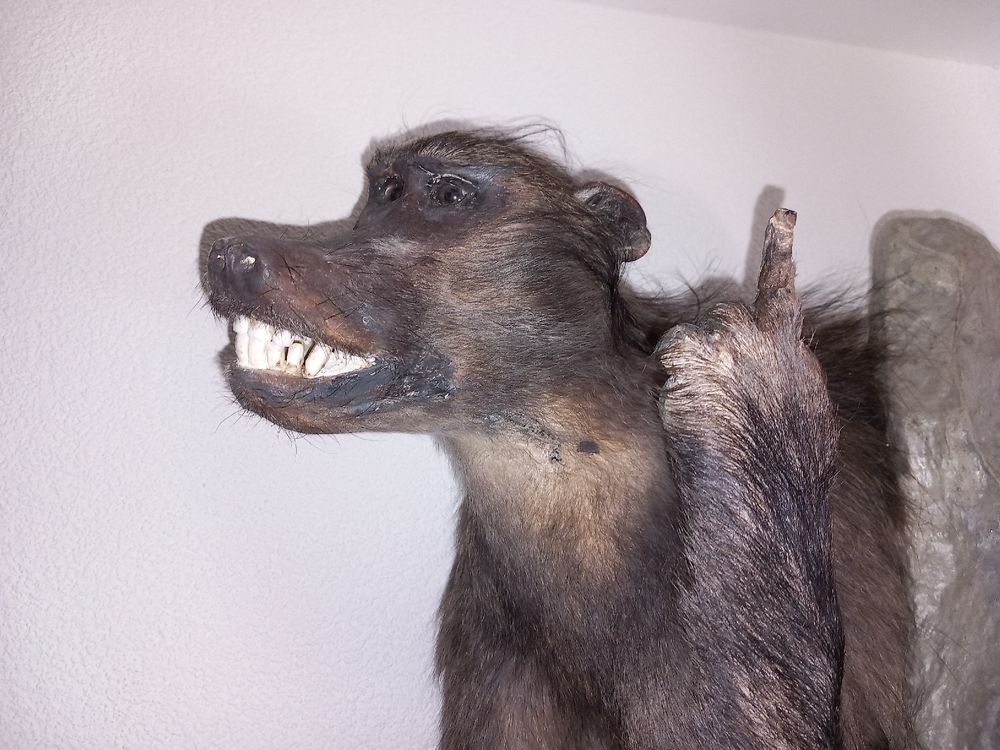 Pavian Präparat | Kaufen auf Ricardo