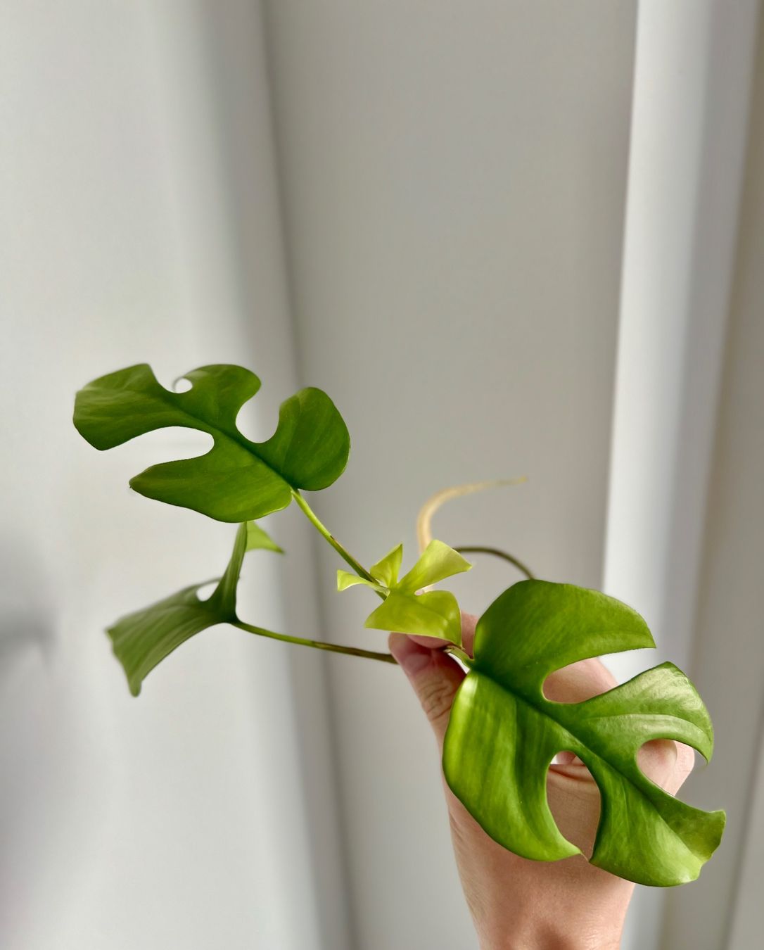 Monstera minima Steckling (kräftig bewurzelt) (Gebraucht) in Glattpark ...