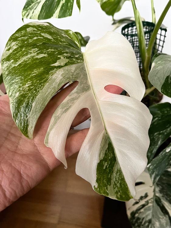 Monstera variegata Top Cut mehr weissen Teil (Gebraucht) in Basel für ...