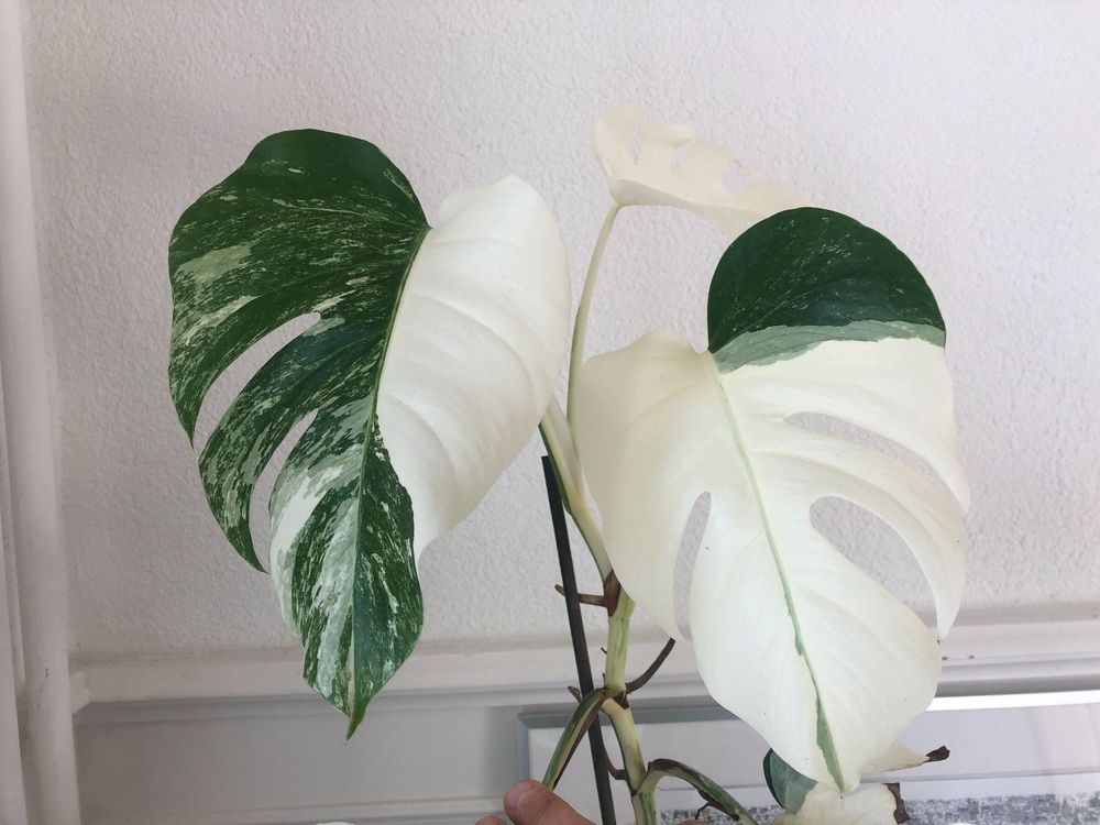 Monstera variegeta Full Moon weis | Kaufen auf Ricardo