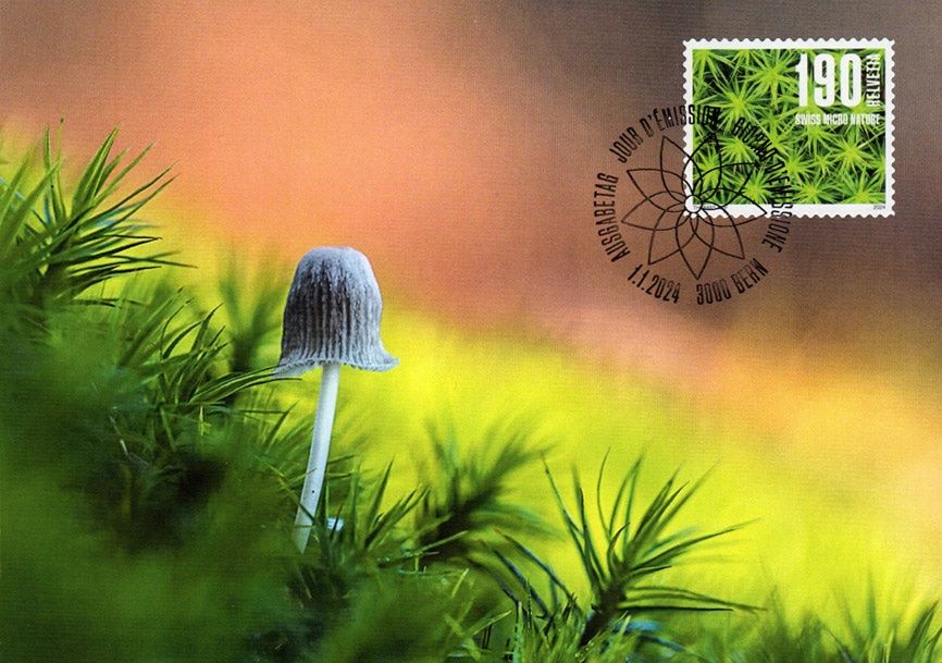 Maximumkarte Naturmuster - Moos | Kaufen auf Ricardo