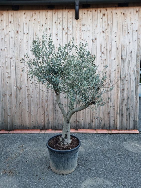 ***TOP ANGEBOT*** Olivenbaum winterhart | Kaufen auf Ricardo