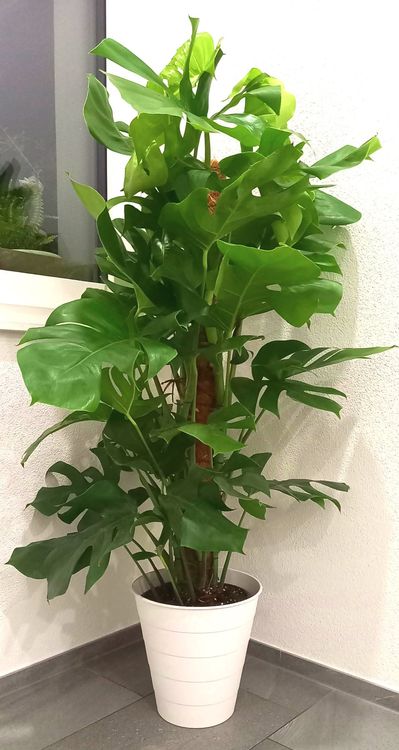 sehr schöne MONSTERA mit Moosstab 150 cm hohe Zimmerpflanze (Gebraucht) in Luzern für CHF 129 ...