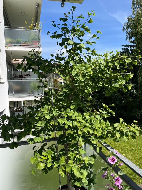 Ginkgo Biloba Baum für Garten oder Terrasse, ca 210cm (Gebraucht) in ...