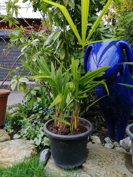 Tessiner Palme (Gebraucht) in Effretikon für CHF 25 – nur Abholung auf ...