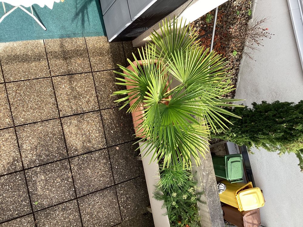 Palme zu Gross geworden. (Gebraucht) in Weggis für CHF 50 – nur ...