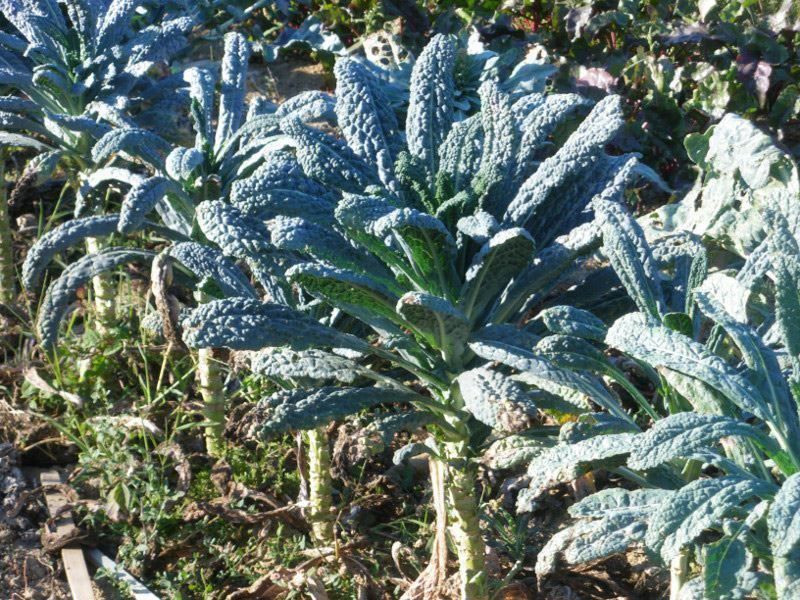 CHOU PALMIER NOIR DE TOSCANE 25g (Neuf (Voir description)) à Bremblens ...