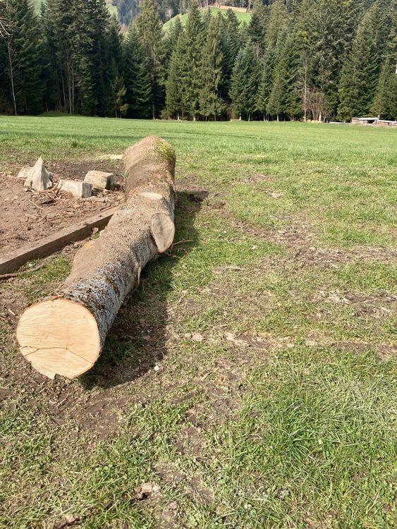 Esche, Holzstamm, "Oesch*, Baumaterial, Holz (Gebraucht) in Langnau im ...