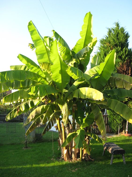 Bananenbaum (Neu (gemäss Beschreibung)) in Vinelz für CHF 22 – mit ...