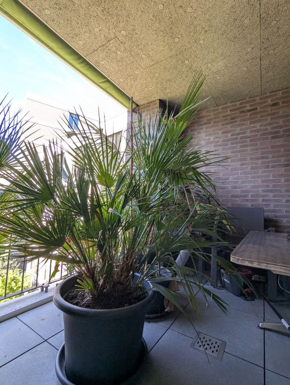 Palmen im Topf (Gebraucht) in Kloten für CHF 70 – nur Abholung auf ...