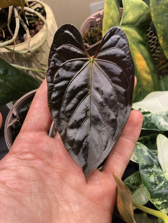 Anthurium Goliath x Dark Phoenix (Gebraucht) in Auenstein für CHF 30 ...
