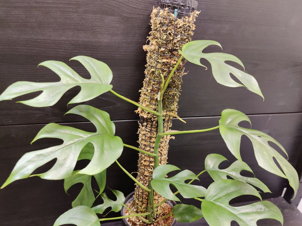 Monstera Minima mint Variegata | Kaufen auf Ricardo