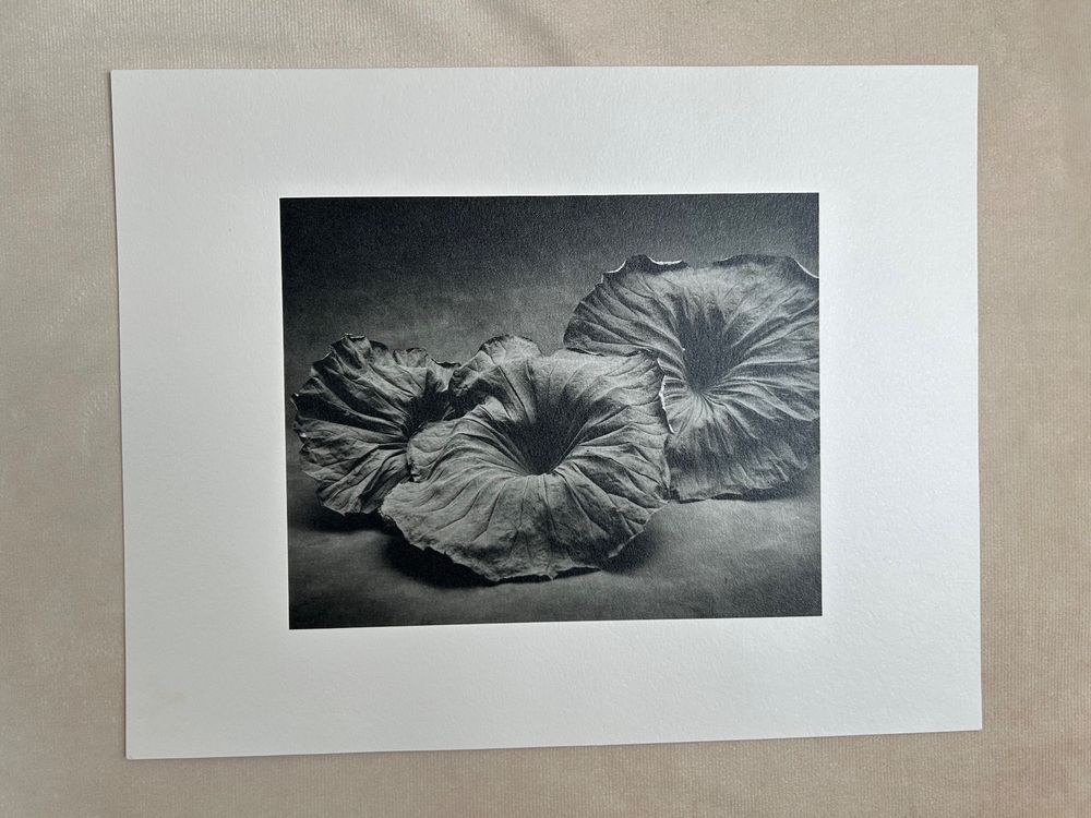 Originalfotografie Sheila Rock "Lotus" (Gebraucht) in Eschenbach LU für ...