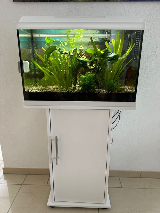 60L Süsswasseraquarium inkl. Untermöbel (Gebraucht) in Boningen für CHF ...