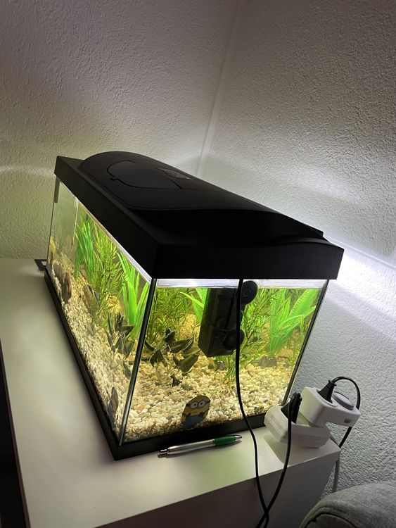 Aquarium 60 litres avec poissons et accessoires (Gebraucht) in Bière ...