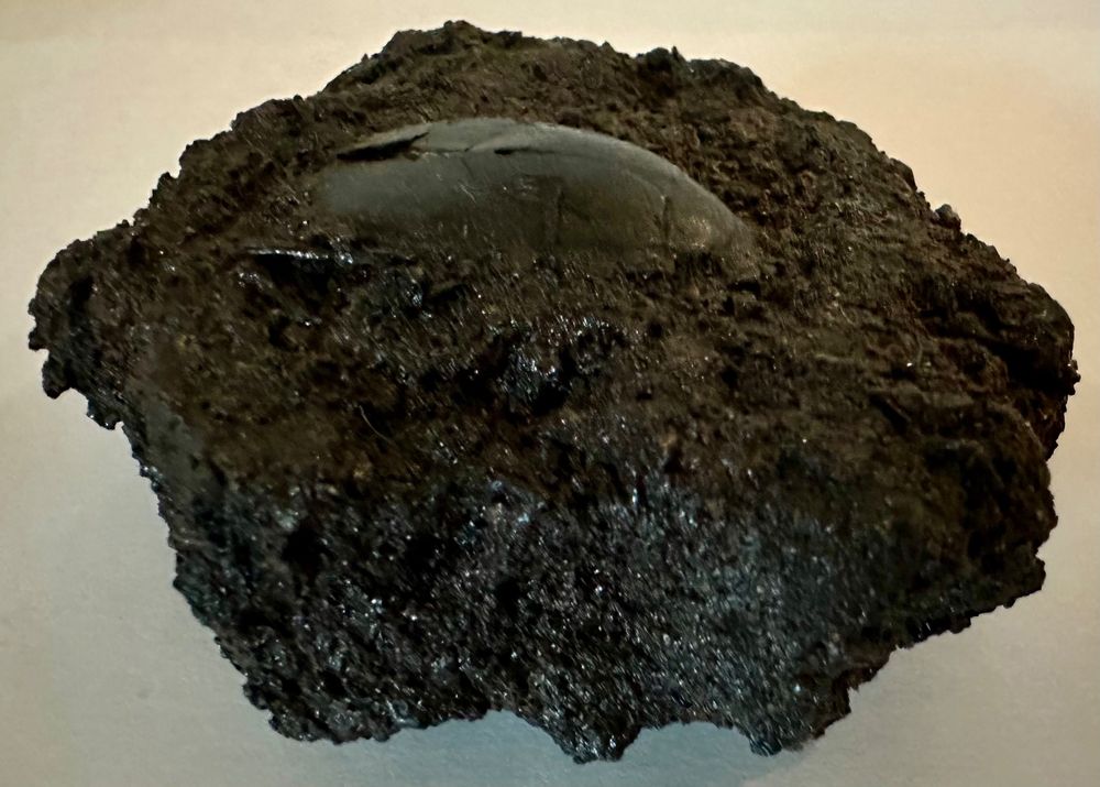 Ca:80000 Jahre Alt Käfer Hydrophilus (Gebraucht) in Root für CHF 19 ...