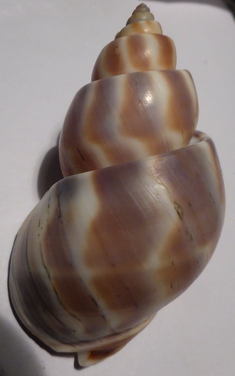 BABYLONIA PIEROANGELAI, MUSCHEL,-80,9 MM---SEHR SELTEN, (Gebraucht) in ...