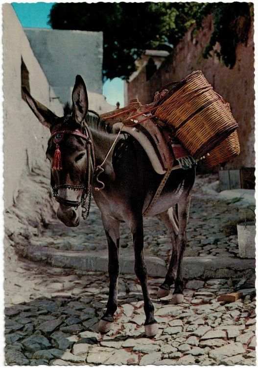 Esel - Asino, Ticino pittoresco | Kaufen auf Ricardo