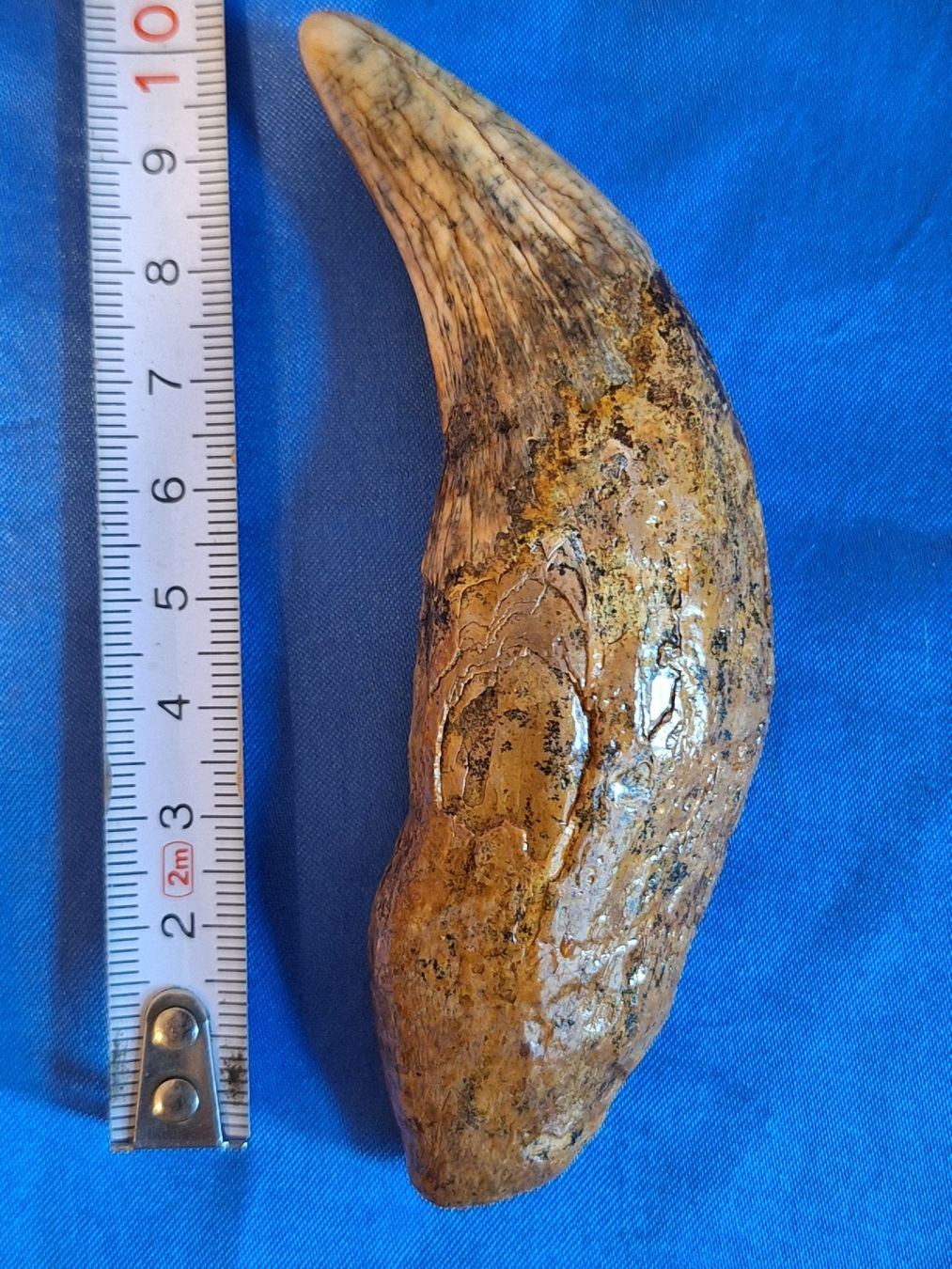 Zahn Tigerzahn Fossil Höhlenbär Rarität Dinosaurier (Gebraucht) in ...
