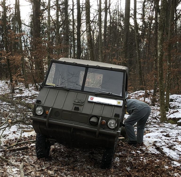 Haflinger Steyr Puch (Gebraucht) in Löhningen für CHF 7520 – nur Abholung auf Ricardo kaufen