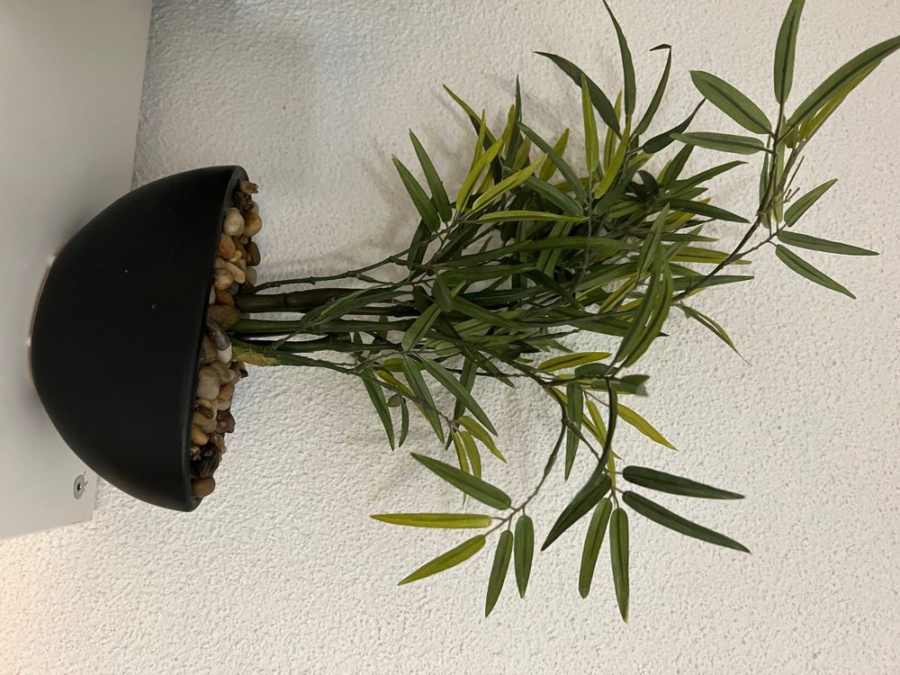 Plastikpflanze, Pflanze, Dekopflanze (Gebraucht) in Rotkreuz für CHF 9 – mit Lieferung auf ...