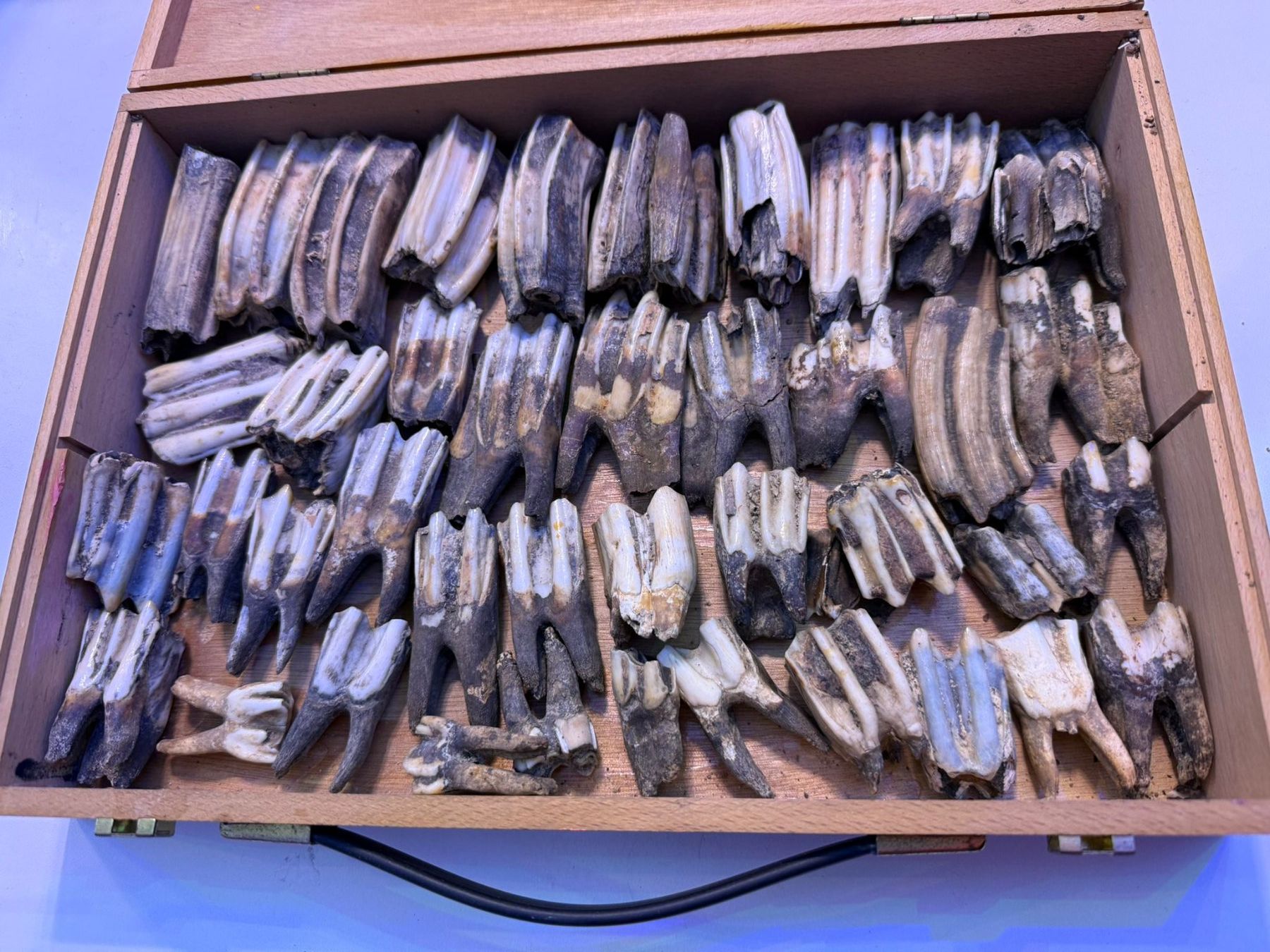 Sachtel voll Fossil Zähne x42 Schädel Kuriosität (Gebraucht) in genève ...