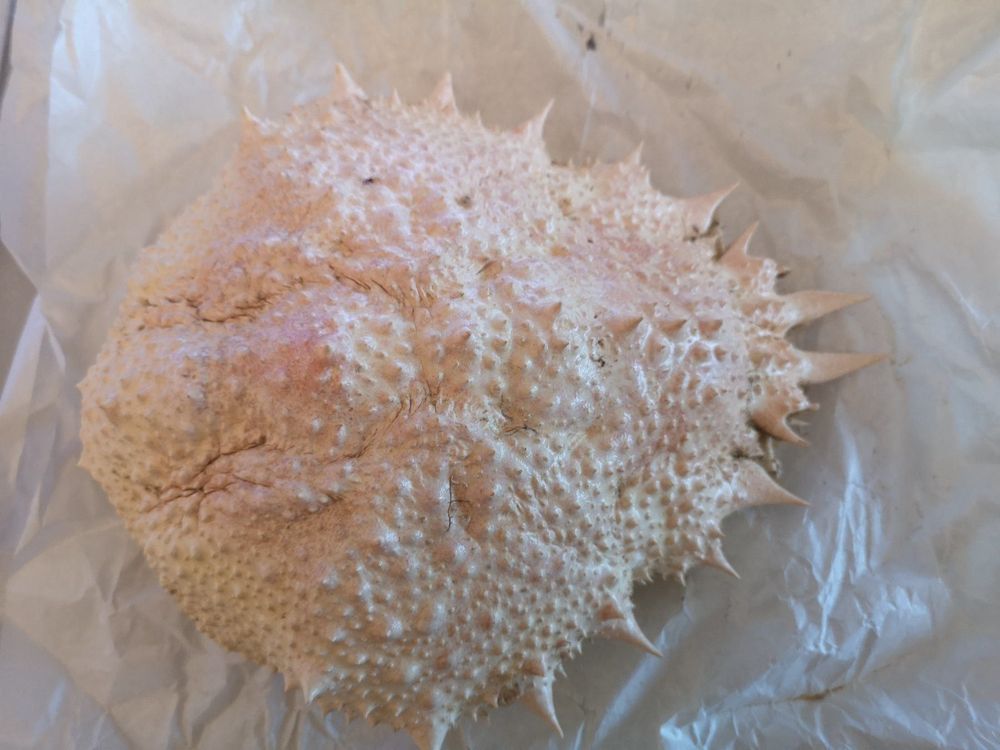 grosser Krebs Panzer mit Randzacken Krabbe sehr dekorativ (Gebraucht ...