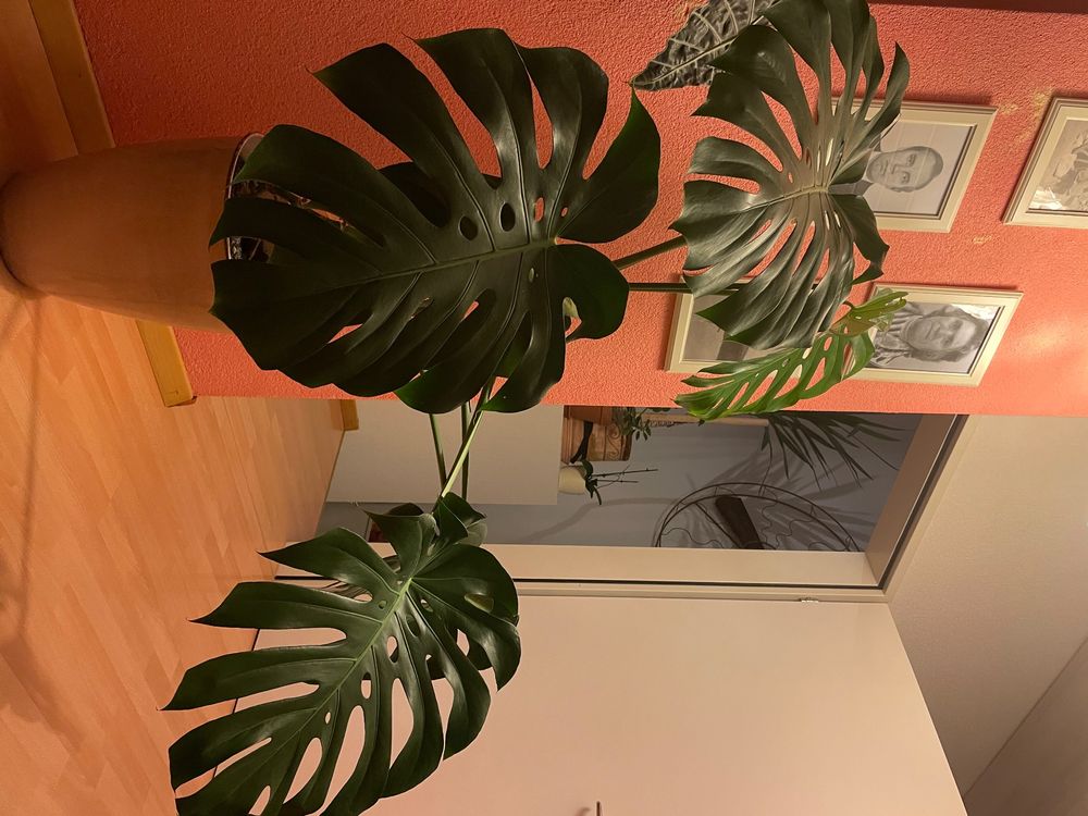 Monstera Zimmer Flanzen | Kaufen auf Ricardo