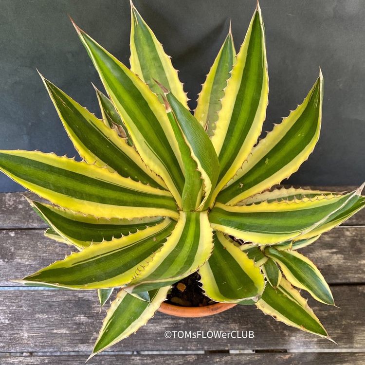 Agave Lophantha Variegata Quadricolor - modern & dekorativ | Kaufen auf Ricardo