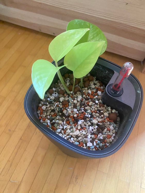 Epipremnum scindapsus "Pothos" Neon / Lechuza | Kaufen auf Ricardo