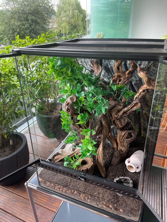 Terrarium mit Zubehör, Wärmelampe etc. (Gebraucht) in Zollikon für CHF ...