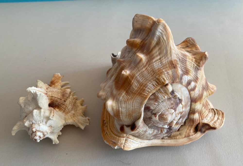 2 echte Schneckenmuscheln, Muschel, Länge ca. 14.5 u. 10 cm (Gebraucht ...