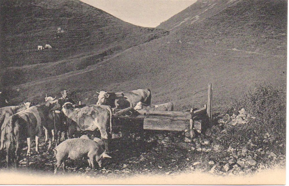 ALP Bauer mit Kühen und Schwein am Brunnen, Phot. M. Schild (Neu ...