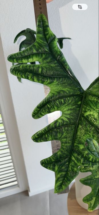 Alocasia Jacklyn albo variegata XXL (très rare) (Gebraucht) in Leytron ...