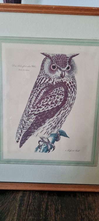 Historischer Vogel Print - Uhu - Vintage | Kaufen auf Ricardo