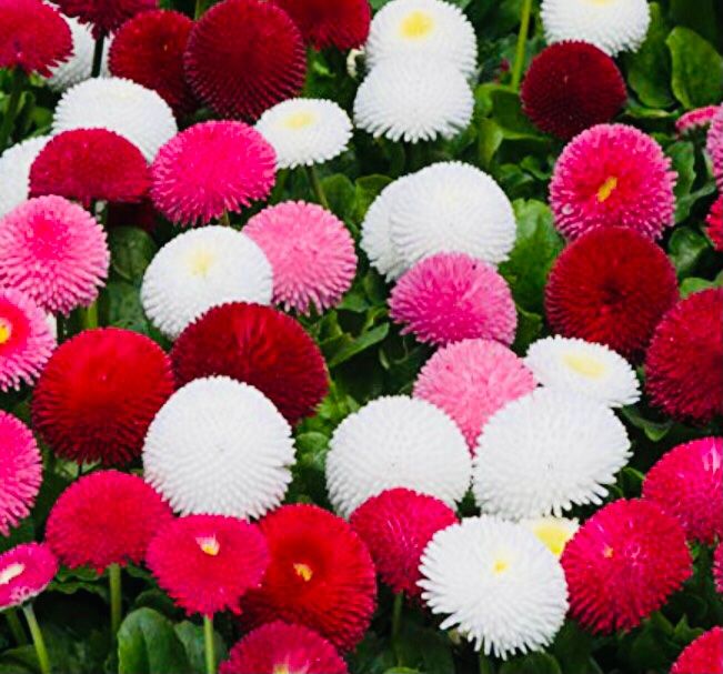 Ab 1.- fr 20 samen MIX Gansenblumchen BELLIS PERENNIS (Neu und ...